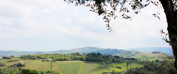 베르디키오 데이 카스텔리 디 예지