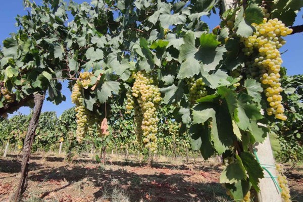 프라스카티 와인