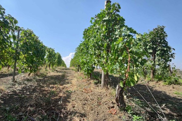 프라스카티 와인