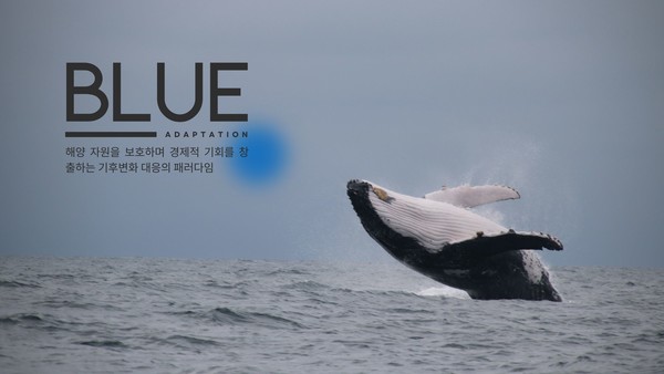 블루 어댑테이션 Blue Adaptation
