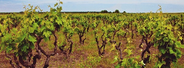 프리미티보 디 만두리아